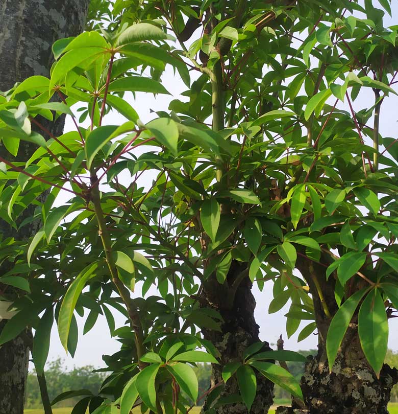 Sari Daun Randu untuk Sembuhkan Panas Dalam - Jamupedia Jamupedia