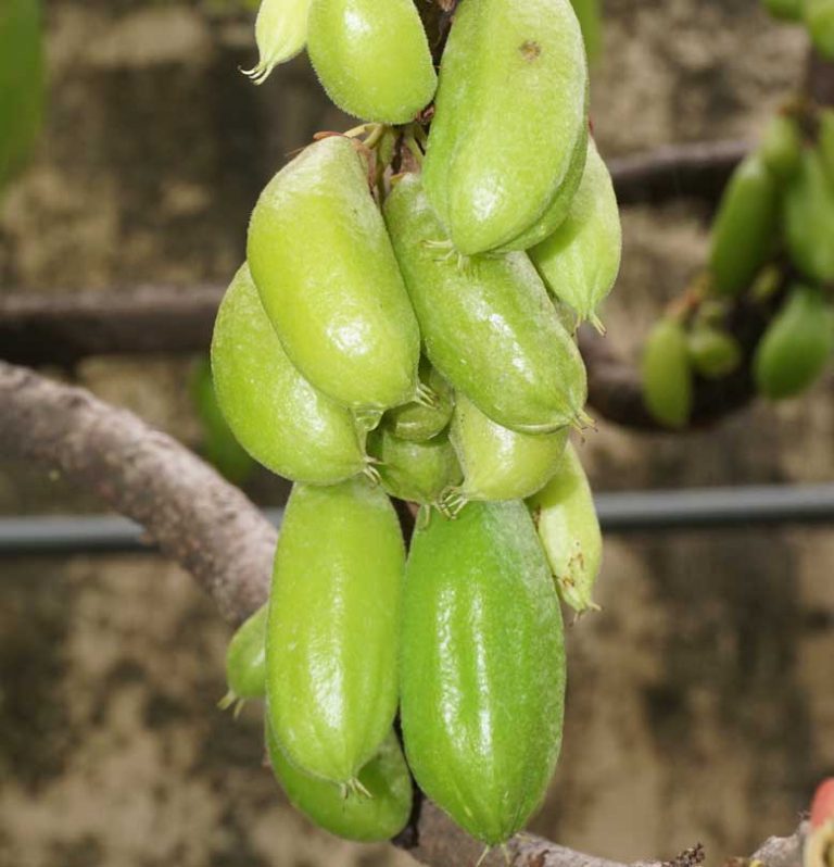 Belimbing Wuluh - Jamupedia Jamupedia