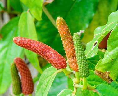 Cabe Jawa - Jamupedia Jamupedia