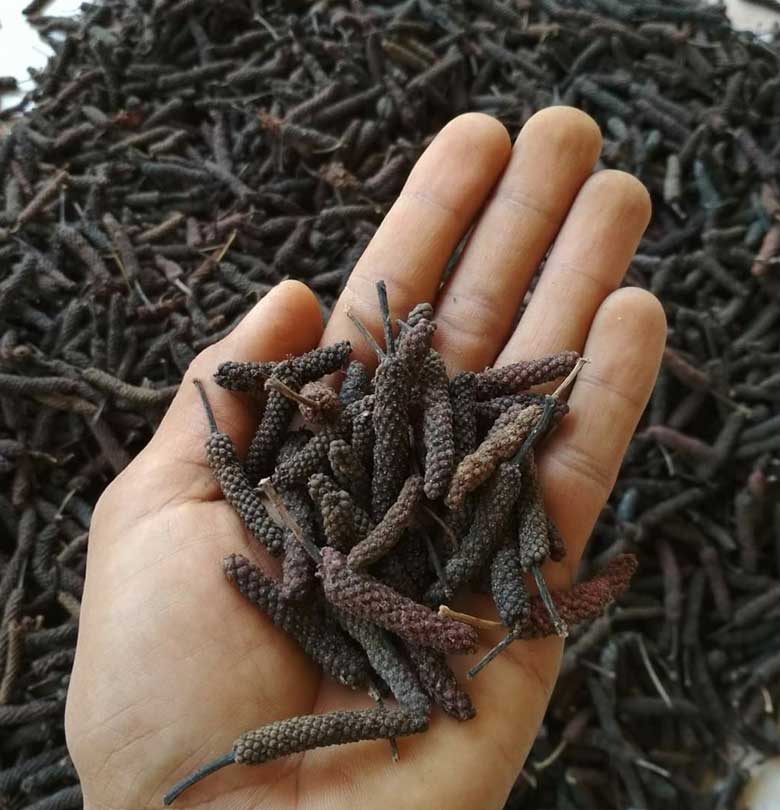 Cabe Jawa - Jamupedia Jamupedia