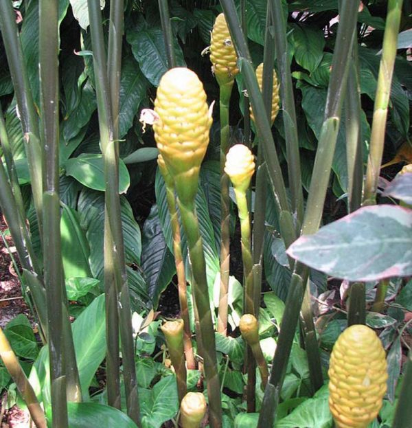 Lempuyang - Jamupedia Jamupedia