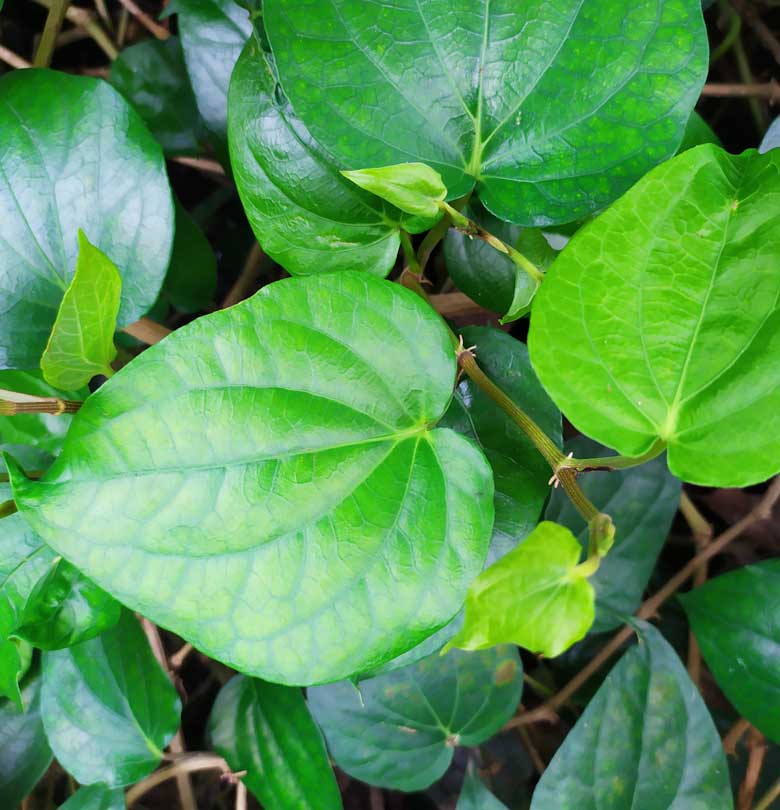 Sirih - Jamupedia Jamupedia