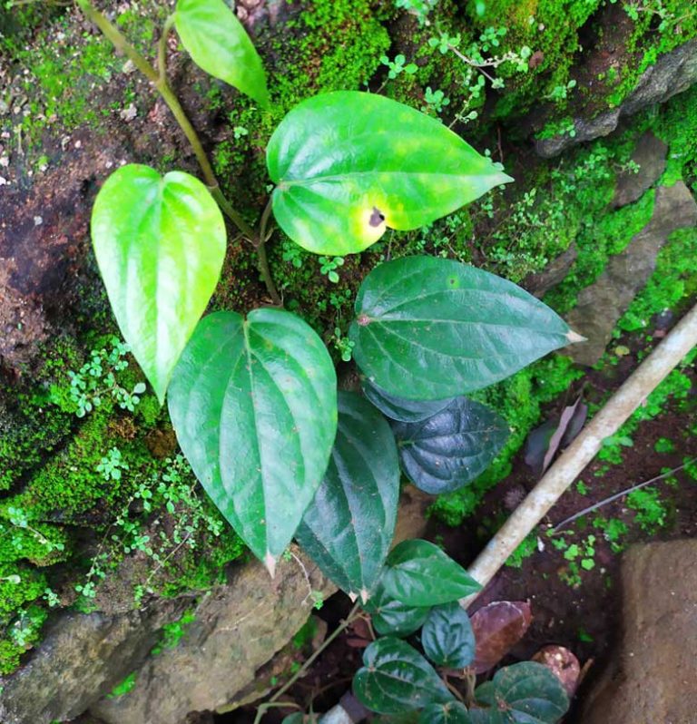 Sirih - Jamupedia Jamupedia