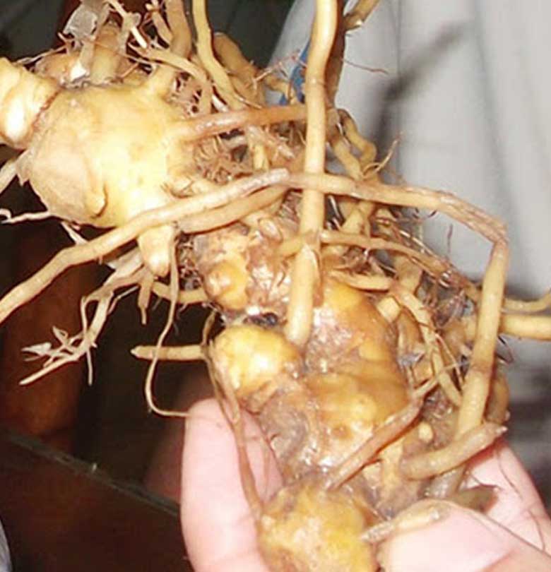 Lempuyang - Jamupedia Jamupedia