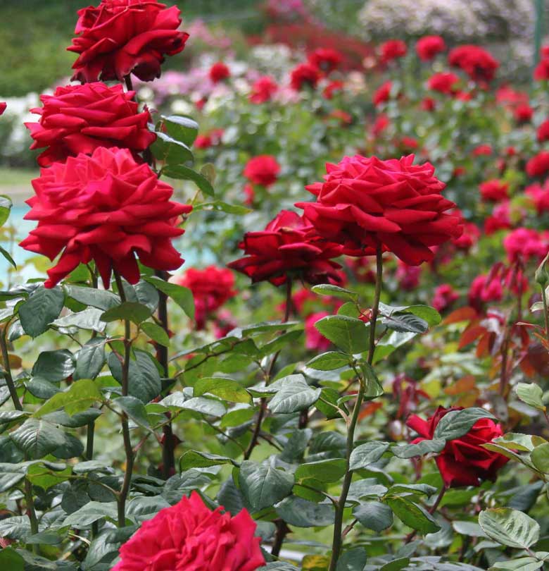 Mawar Penambah Daya Tahan Tubuh - Jamupedia Jamupedia