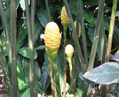 Lempuyang - Jamupedia Jamupedia