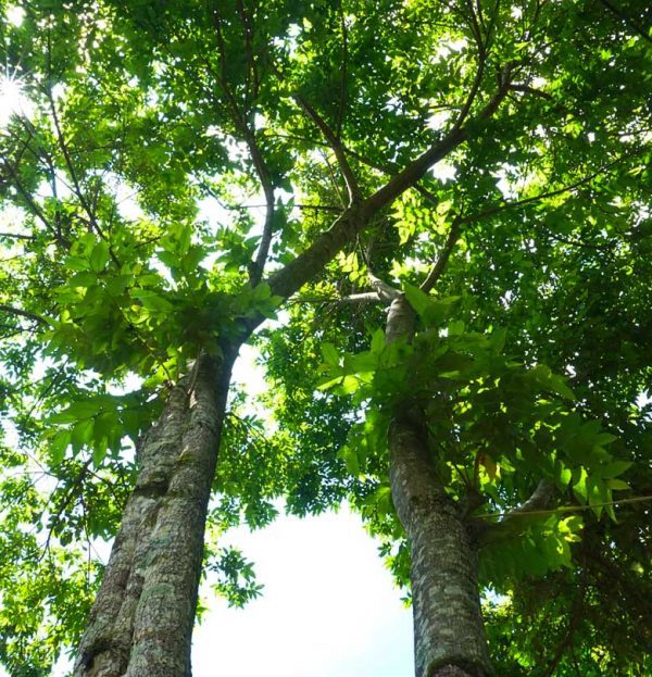 Jati Belanda - Jamupedia Jamupedia