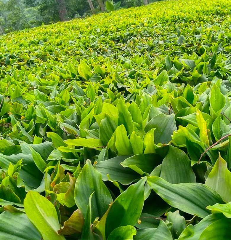 Kencur - Jamupedia Jamupedia