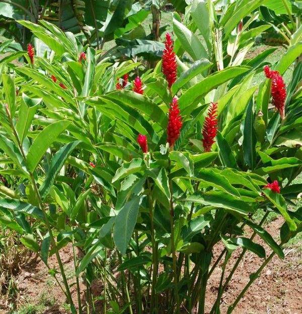 Lengkuas - Jamupedia Jamupedia