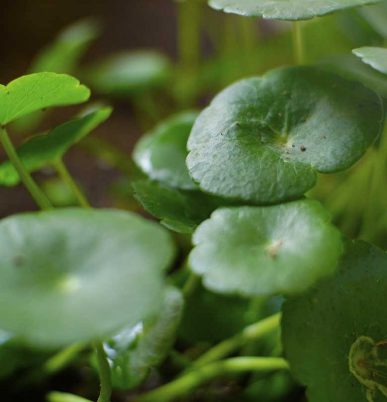 Pegagan - Jamupedia Jamupedia