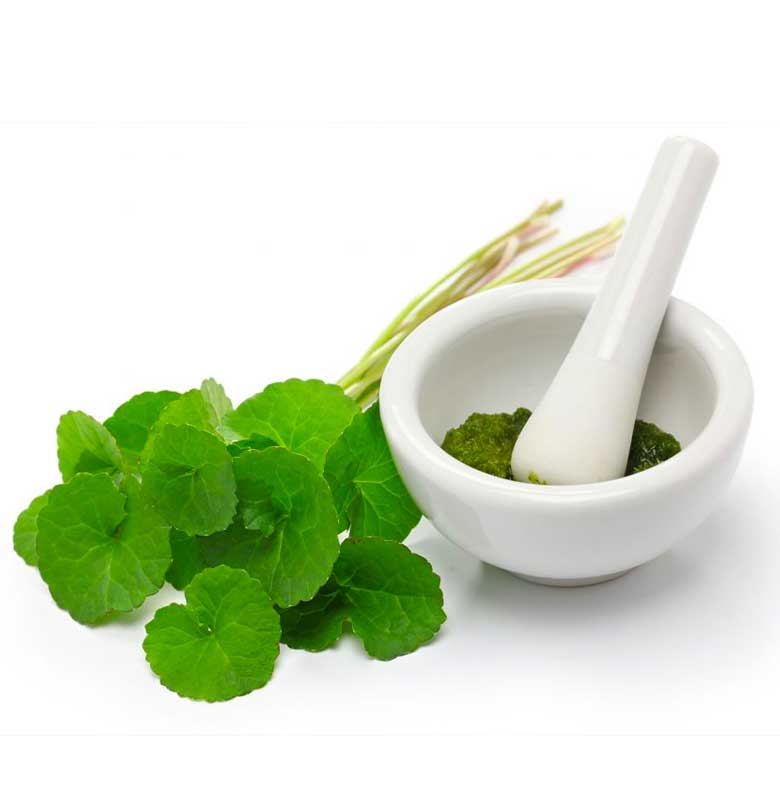 Pegagan - Jamupedia Jamupedia