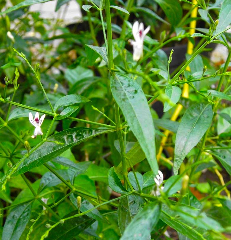 Sambiloto - Jamupedia Jamupedia