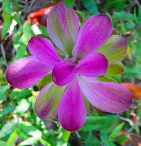 Temu Hitam - Jamupedia Jamupedia