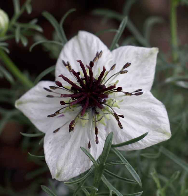 Jintan - Jamupedia Jamupedia