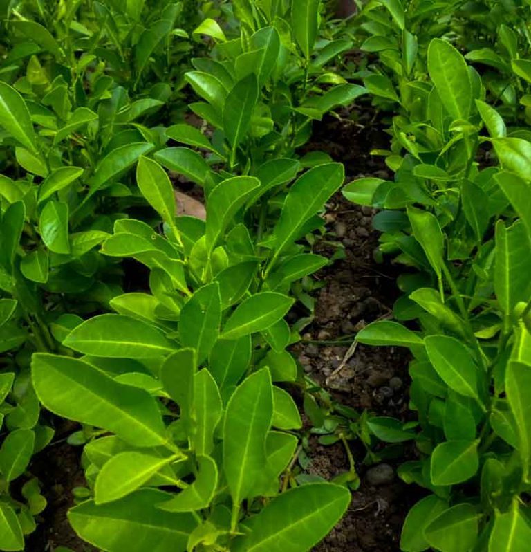 Jeruk Purut - Jamupedia Jamupedia