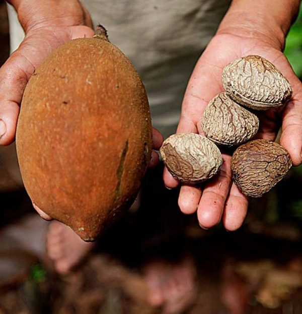 Jangan Sampai Salah, Begini Tips Cara Memilih Kluwek Yang Bagus ...