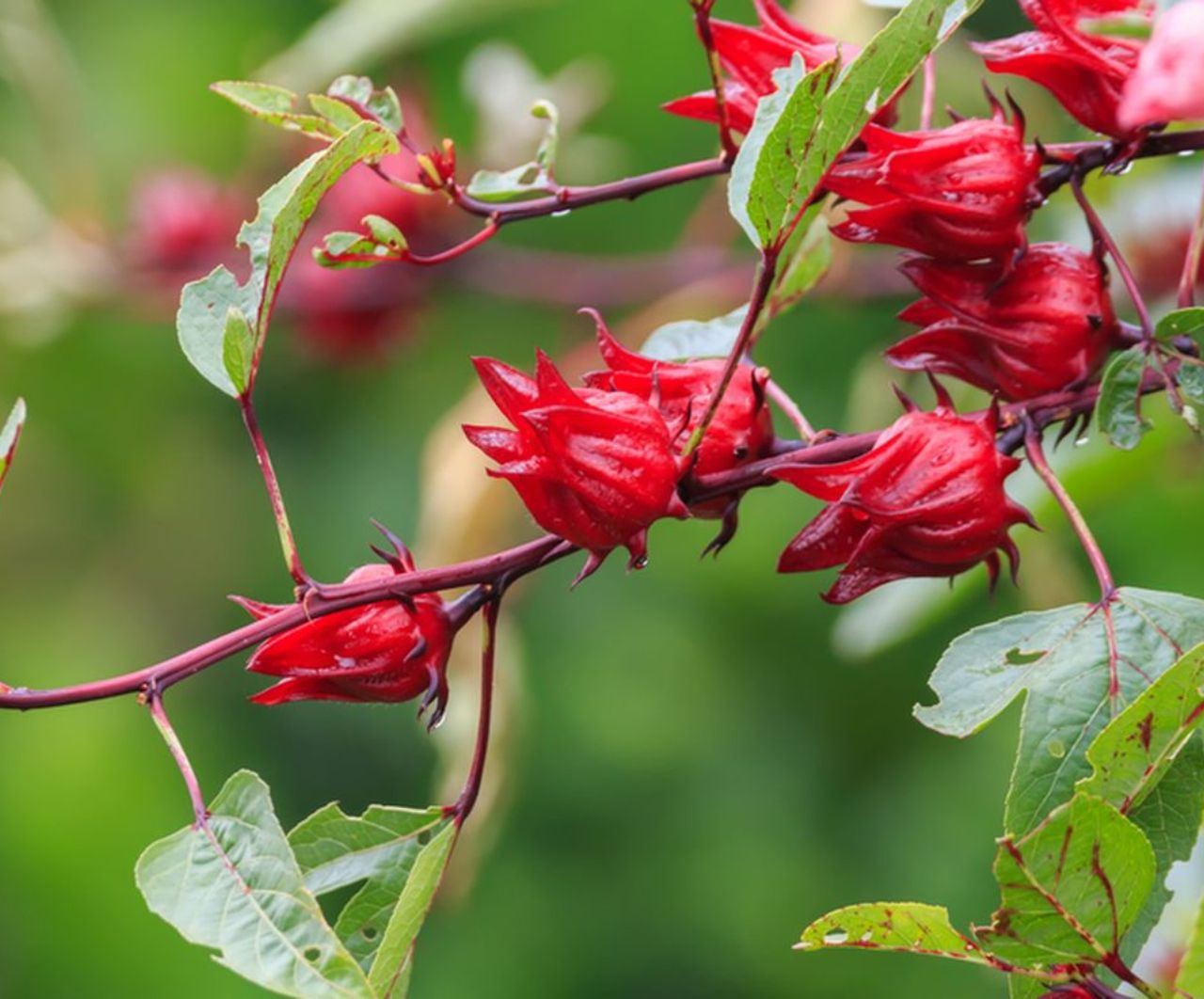 Bunga Rosella Sebagai Pewarna Alami - Jamupedia Jamupedia