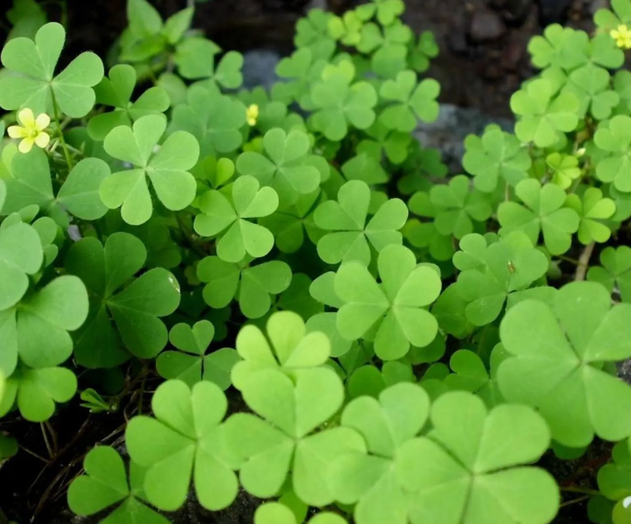 Serupa tapi Tak Sama, Ini Dia Perbedaan Tanaman Calincing dan Semanggi ...