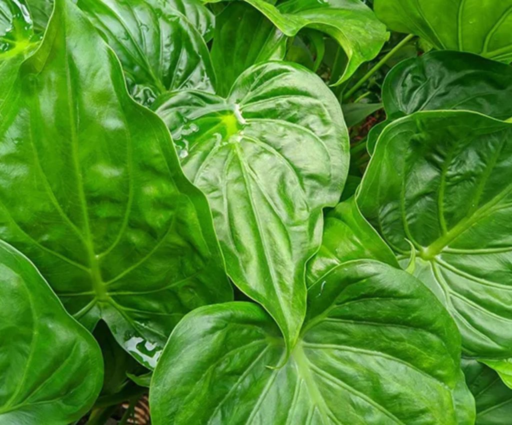 Mengenal Keladi Tikus, Tanaman Pemberantas Sel Kanker - Jamupedia Jamupedia