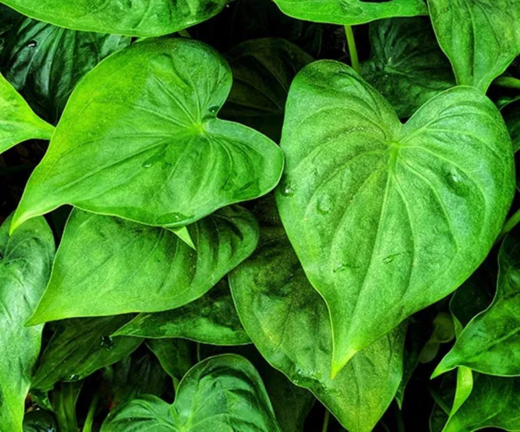 Mengenal Keladi Tikus, Tanaman Pemberantas Sel Kanker - Jamupedia Jamupedia